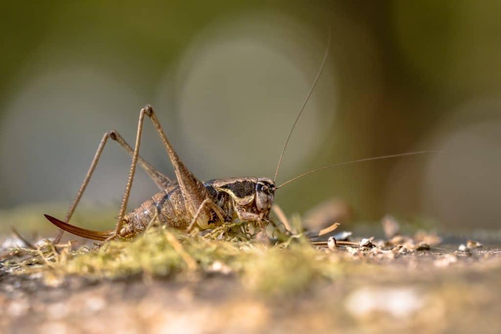 Cricket Removal & Cricket Extermination - Pest Shield Inc.