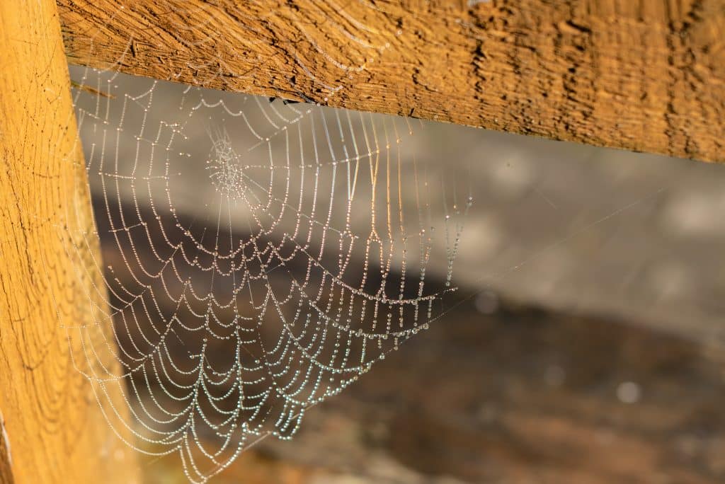 Spider Removal & Spider Exterminator - Pest Shield Inc.