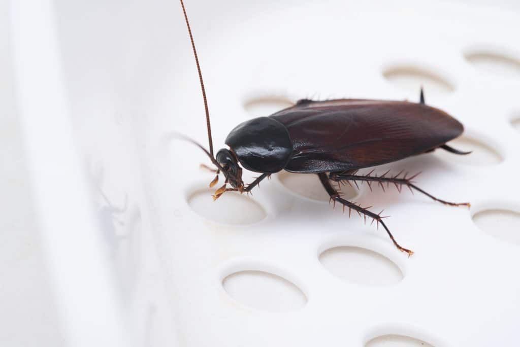 Water Bug Removal & Water Bug Exterminator - Pest Shield Inc.