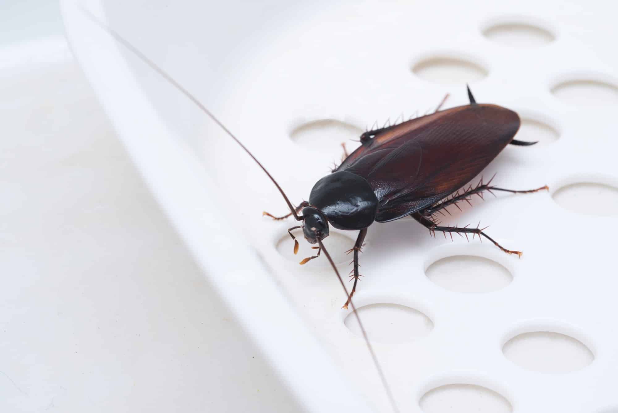Why Am I Seeing Baby Roaches After Extermination? - Pest Shield Inc.