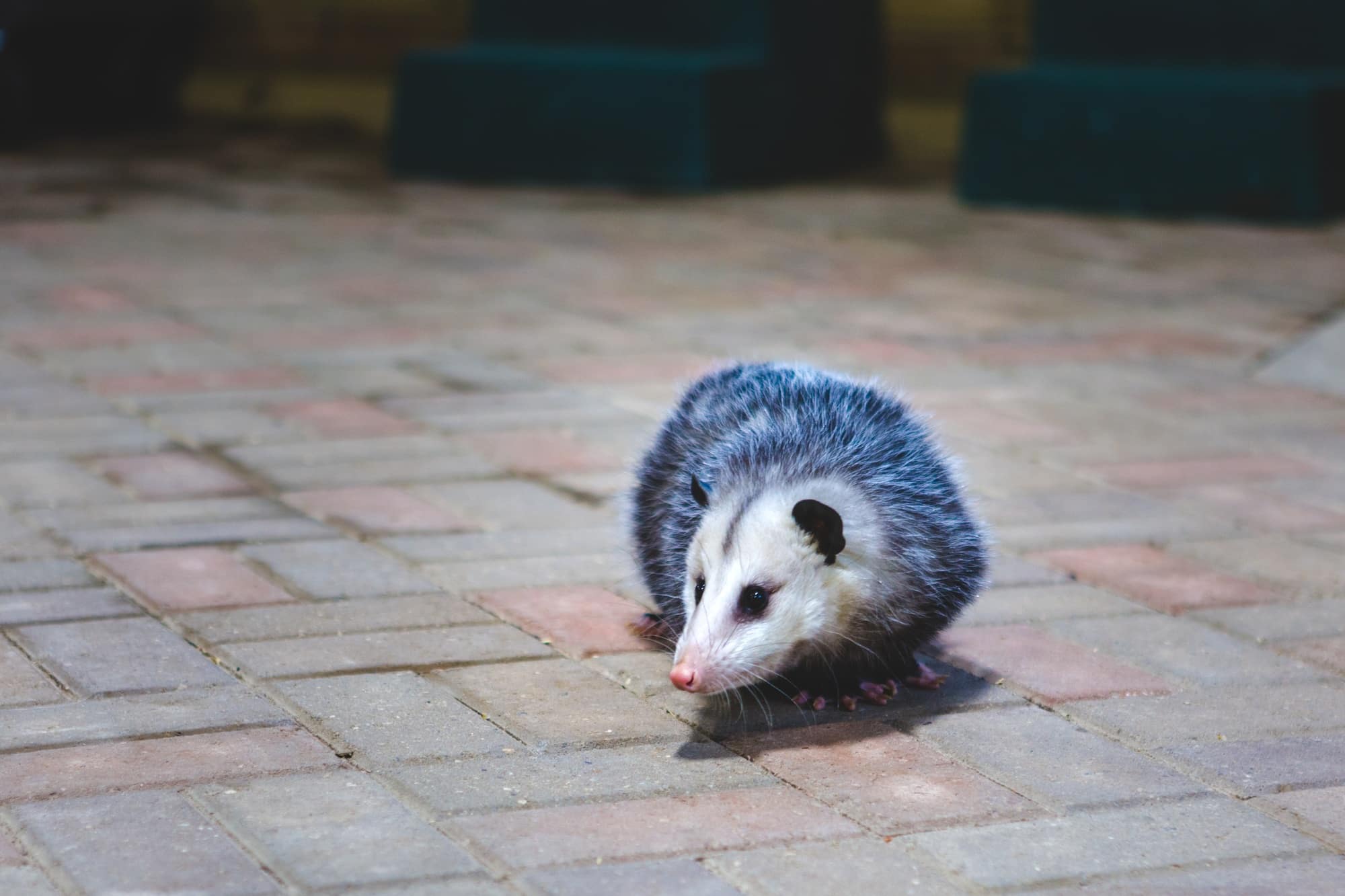 How to Exterminate Possums (the Right Way) - Pest Shield Inc.